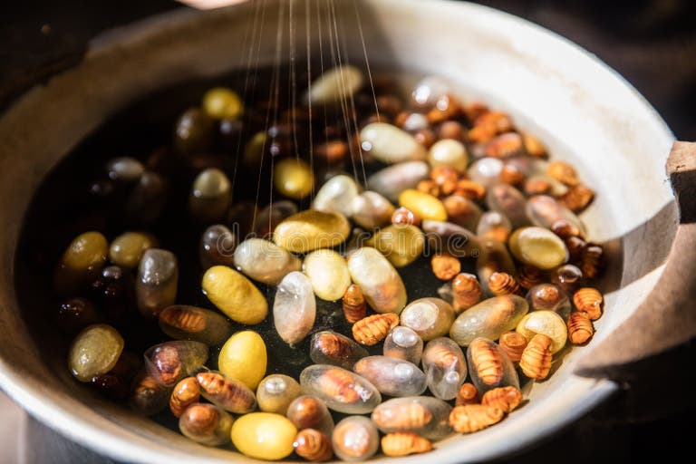 Reeling silk from cocoons stock photo. Image of background - 121049570