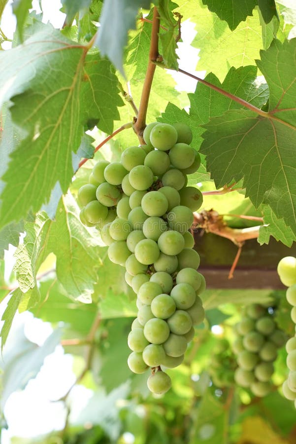 Reen grapes in garden stock image. Image of botany, plant - 177672159