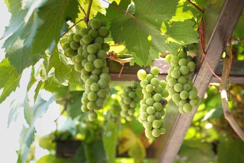 Reen grapes in garden stock photo. Image of floated - 177671878