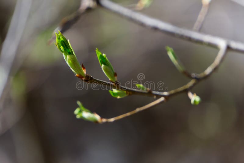 Reen Leaf Buds on a Small Branch in Spring Stock Image - Image of grey ...