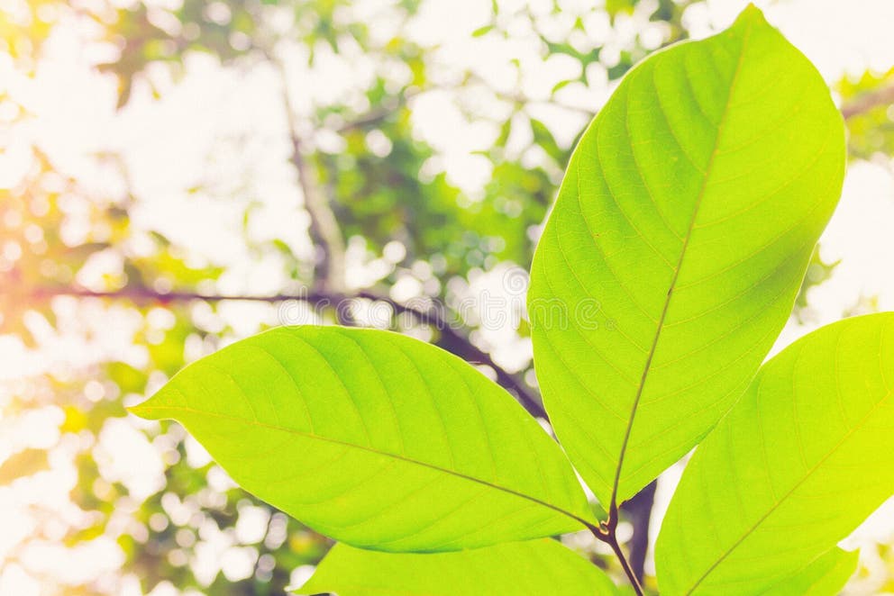 Reen Leaf in Forest with Sunlight Stock Image - Image of bokeh ...