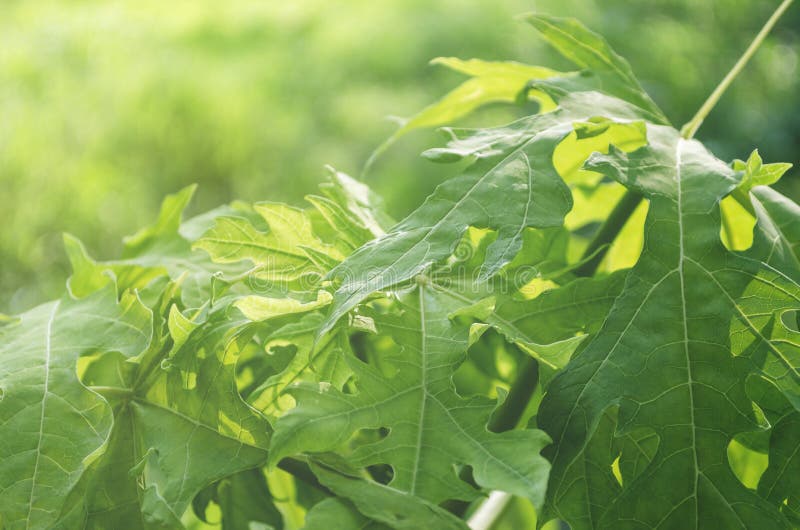 Reen Leaf Nature of Papaya with Light Fare Stock Image - Image of ...