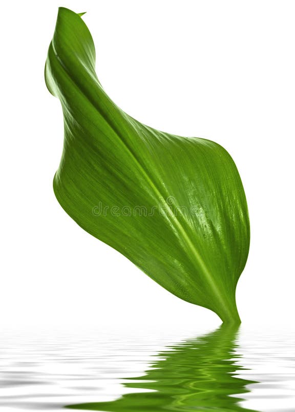 Reen leaf stock image. Image of reflection, vibrant - 210172893