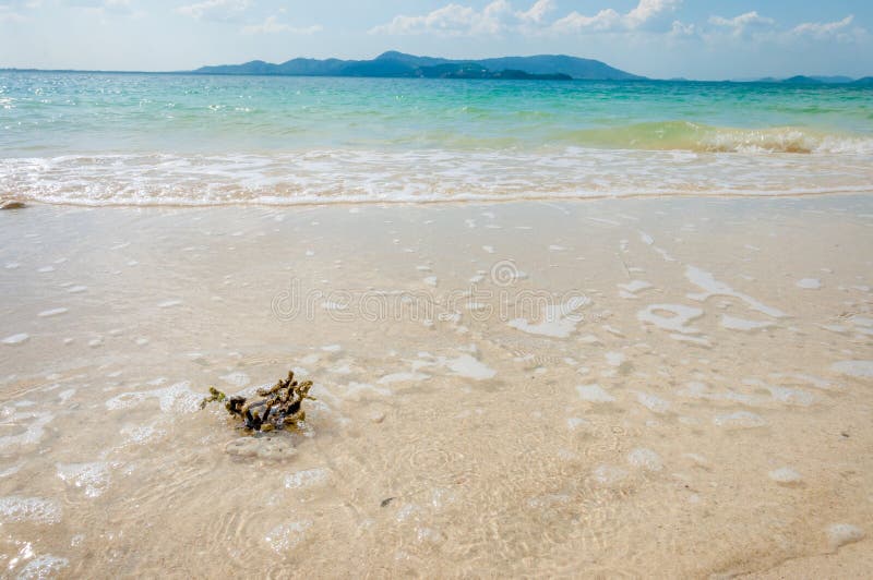 Reepje Van Gebarsten Koraal Op Het Strand Stock Afbeelding - Image of ...