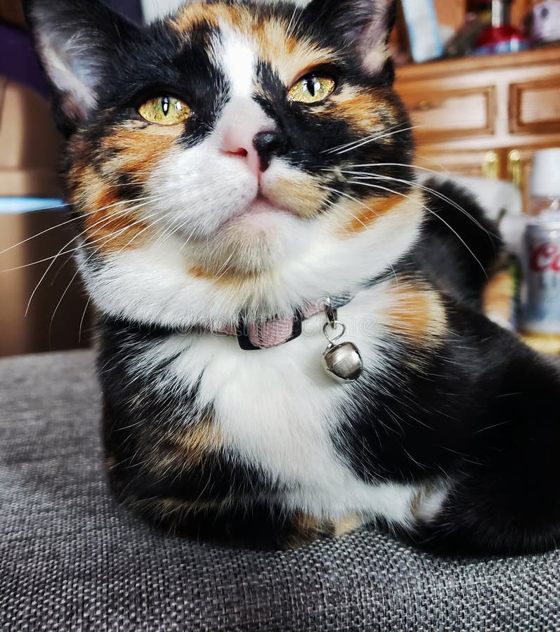 Reese stock image. Image of wildcat, carnivore, whiskers - 209949641