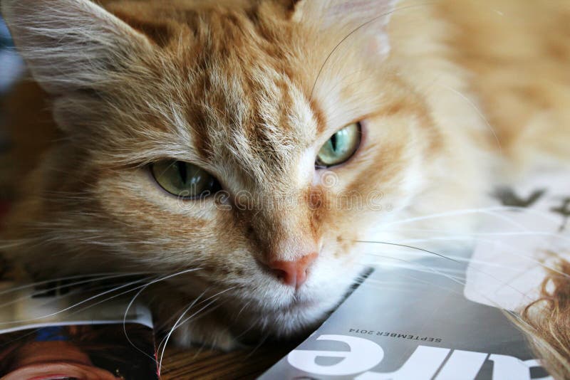 Reese stock photo. Image of kitty, tabby, feline, orange - 44825744