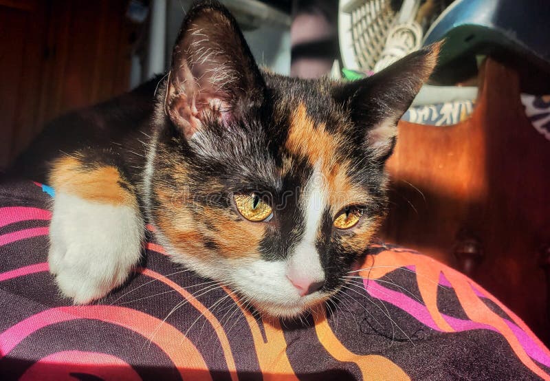 Reese stock image. Image of kitten, skin, wildcat, whiskers - 209949653