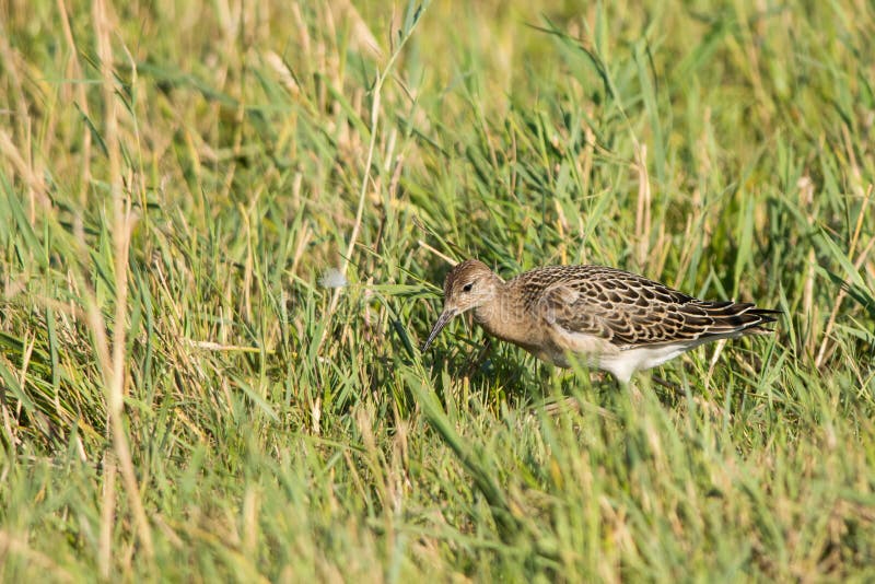 Reeve stock image. Image of wild, european, sunny, grass - 59523781
