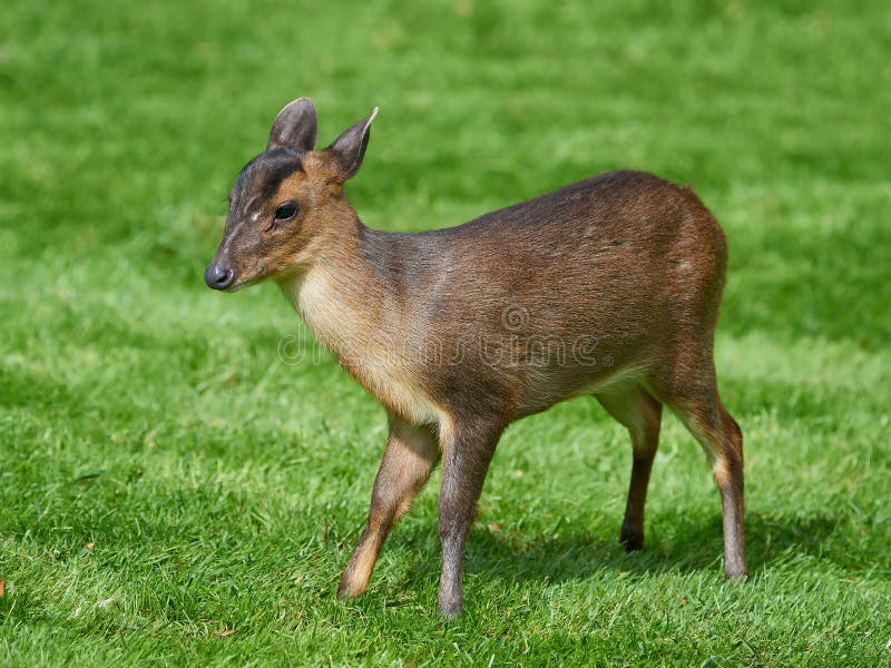 Reeves Muntjac (Muntiacus Reevesi) Stock Image - Image of juvenile ...