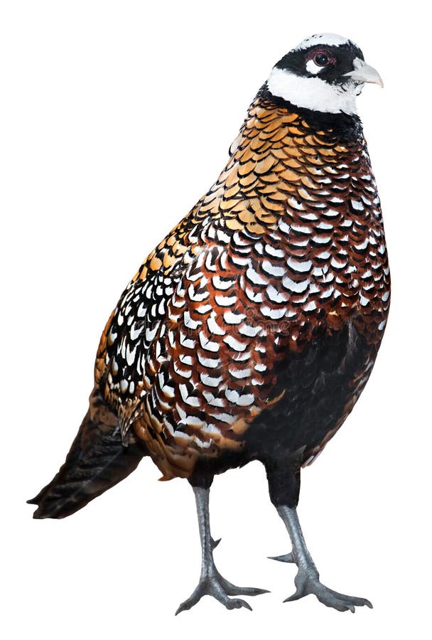 Reeves Pheasant stock photo. Image of plummage, gamebirds - 19711696