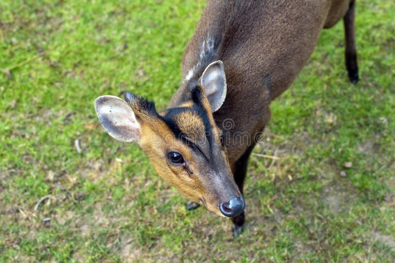 Reeves s muntjac stock photo. Image of striped, barking - 32827828