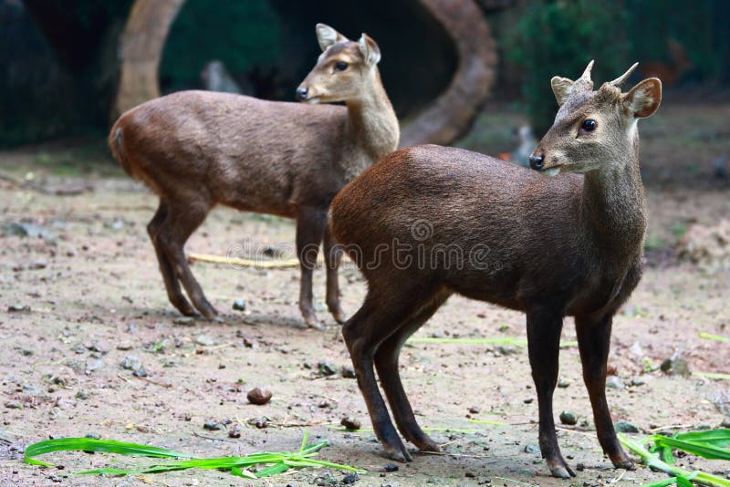 Reeves s Muntjac Deers stock image. Image of horn, headshot - 9588009