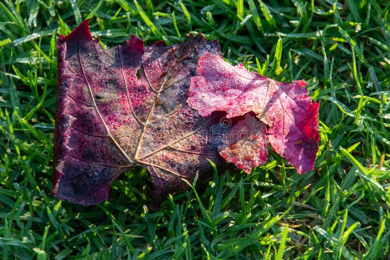 Damp Red Autumn Leaf Isolated on a Green Lawn Stock Image - Image of ...