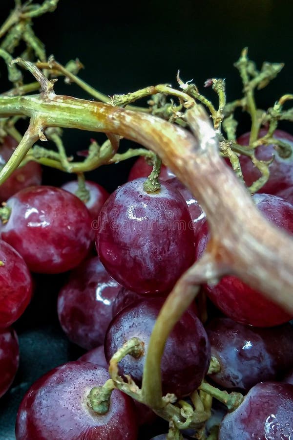 Ref grapes stock image. Image of food, tree, berry, citrus - 239696065