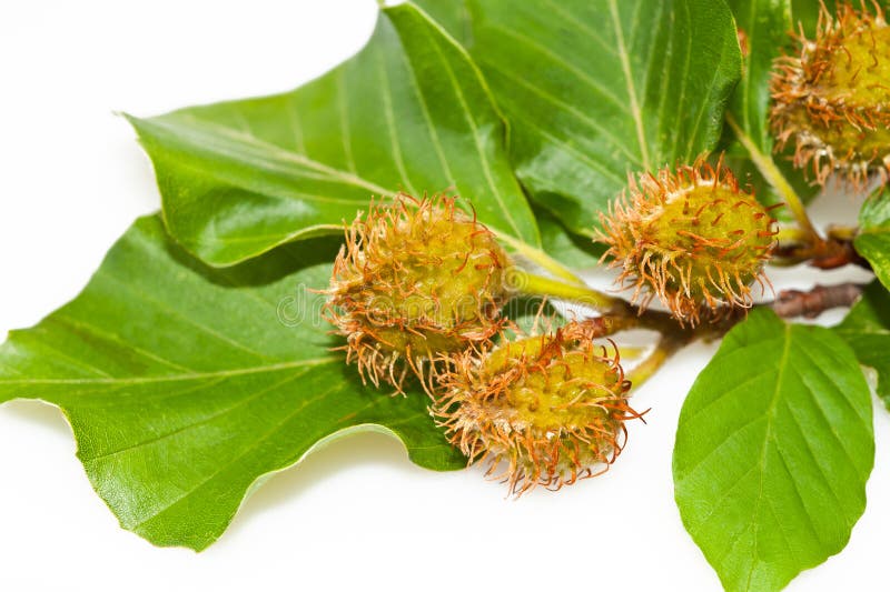 Sementes do fruto da faia foto de stock. Imagem de ciclo - 11270506