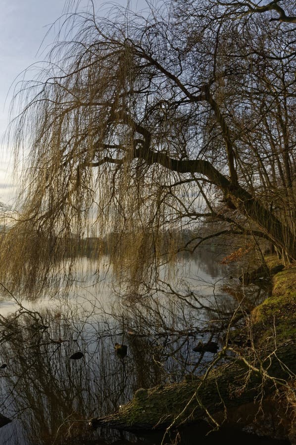 Refelction of Stems in Water Stock Photo - Image of historic ...