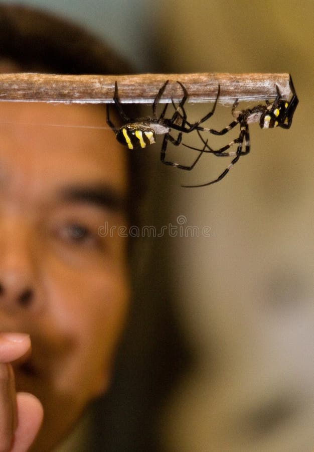 145 Spiders Man Spider Stock Photos - Free & Royalty-Free Stock Photos ...