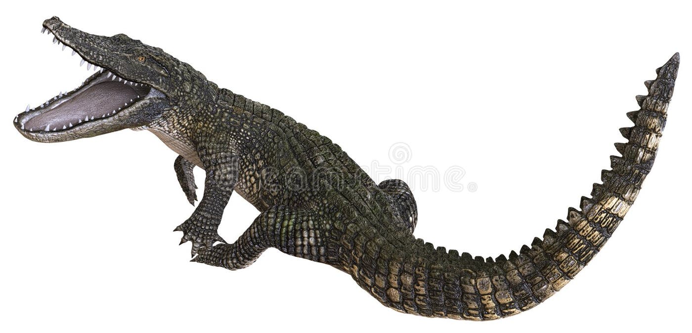 Reptile Reference Stock Illustrations – 98 Reptile Reference Stock ...