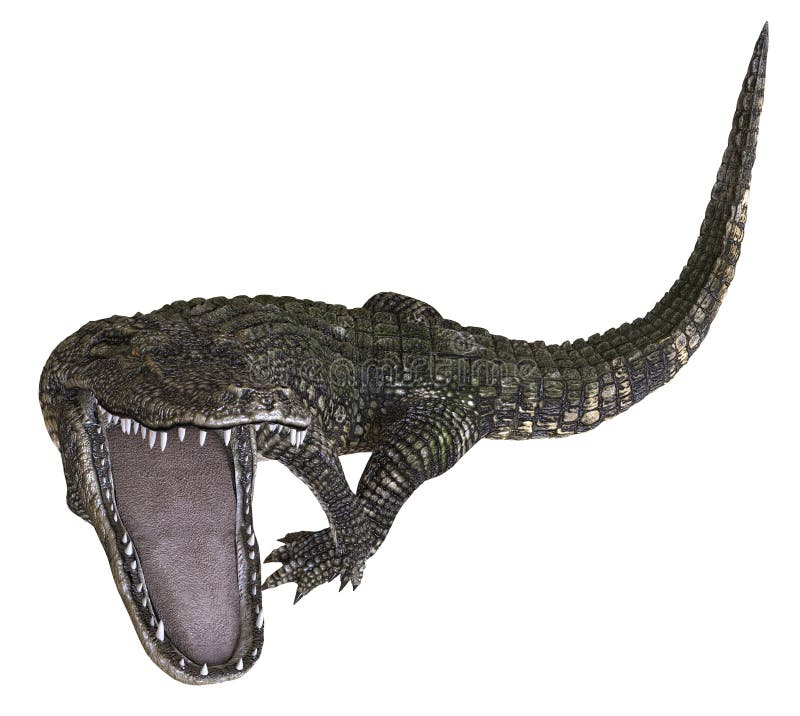 A Reference Image Alligator Isolated on White Background 3d ...
