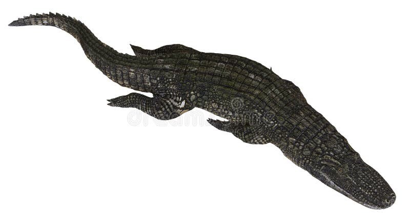 A Reference Image Alligator Isolated on White Background 3d ...