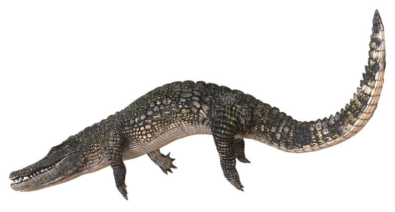 A Reference Image Alligator Isolated On White Background 3d ...