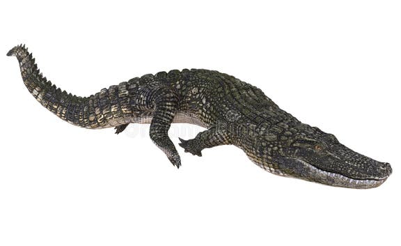 A Reference Image Alligator Isolated on White Background 3d ...