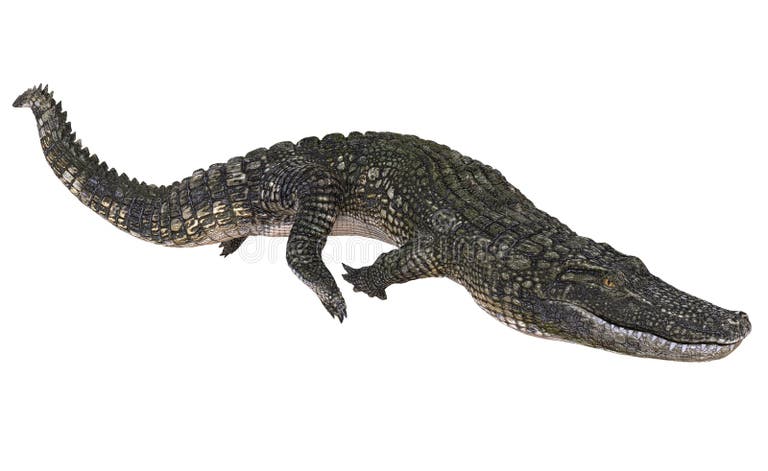 A Reference Image Alligator Isolated on White Background 3d ...