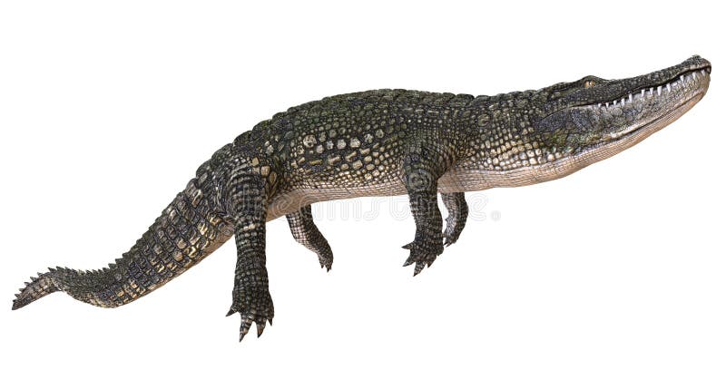 A Reference Image Alligator Isolated on White Background 3d ...