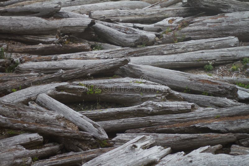 Driftwood Logjam at the Beach Stock Photo - Image of logjam, wall ...