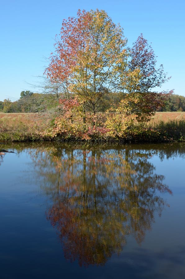 Reflected Autumn Trees stock image. Image of thin, reflect - 161549331