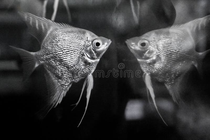 Reflected Fish stock photo. Image of fish, organism - 272072678