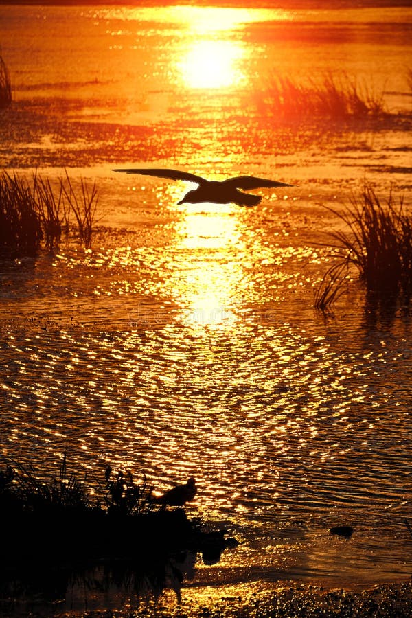 Reflected Light Bright Sunset in Lake Against Black Silhouette Flying ...