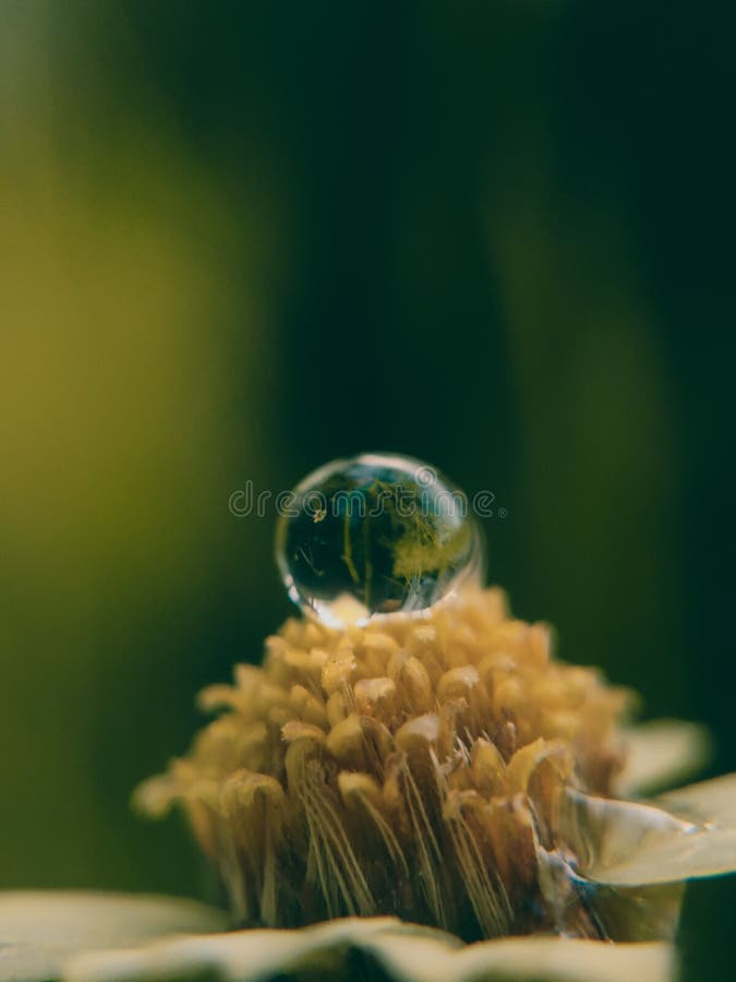 Reflected Petal Flower stock image. Image of invertebrate - 251099851