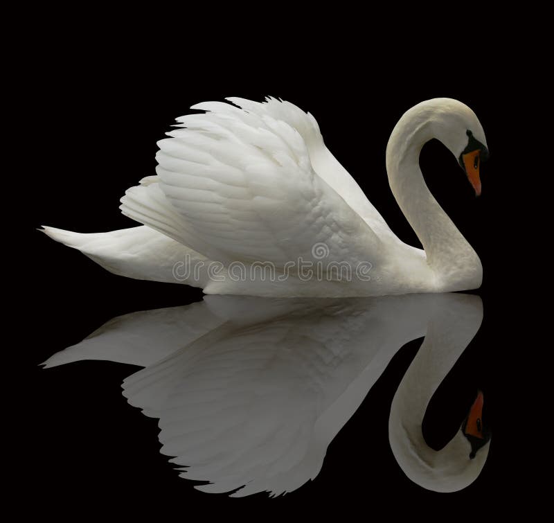 Reflected swan stock photo. Image of mute, feather, nature - 4254722