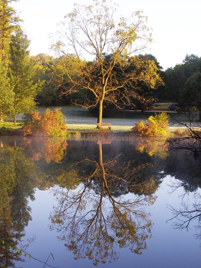 Reflected Tree stock photo. Image of water, fall, landscape - 11365442