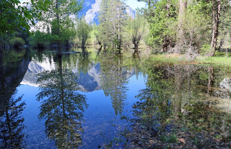 Reflected trees stock photo. Image of nature, forest - 132806200