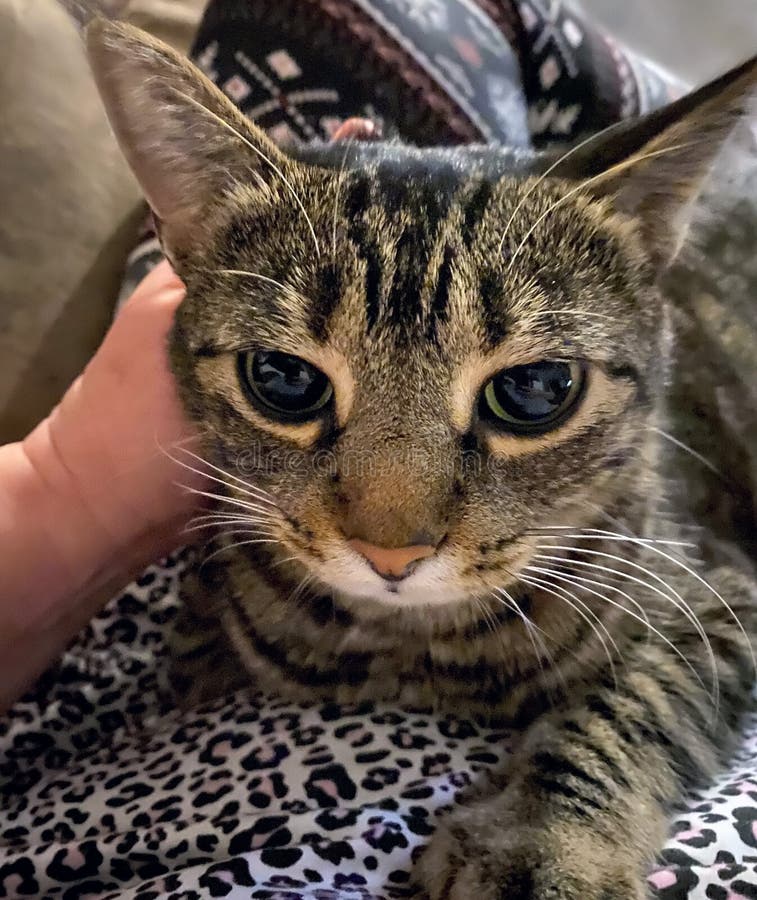 Reflecting Cat Eyes stock image. Image of feline, whiskers - 268041243