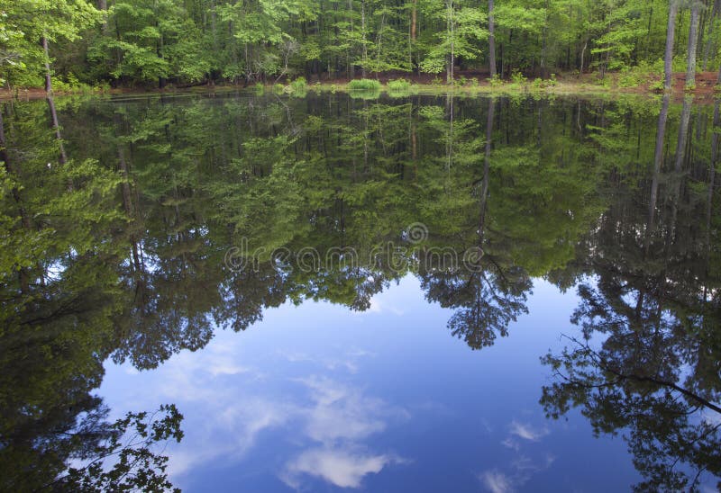 Reflecting forest stock image. Image of reflection, waterway - 54349731