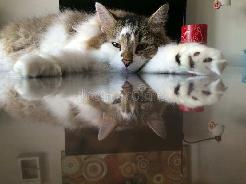 Reflecting stock image. Image of reflection, kitty, meow - 61426319