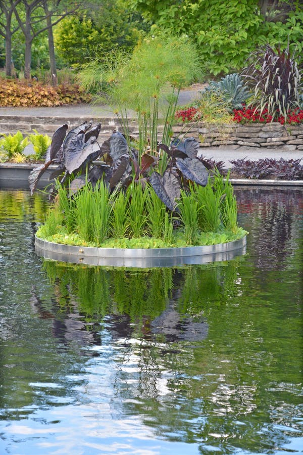 Reflecting pond stock image. Image of nature, lotus, formal - 74513421