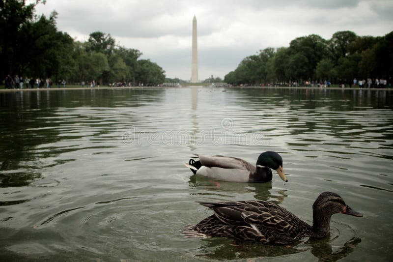 Reflecting Pool stock photo. Image of capital, pool, park - 94356366
