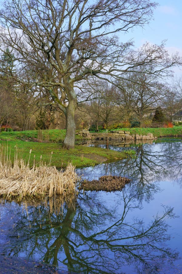 A Calm Pond Reflects Intricate Tree Branches on a Bright Spring Morning ...