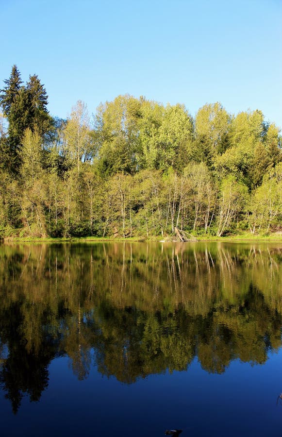 Reflecting trees stock image. Image of trees, water, green - 69579655