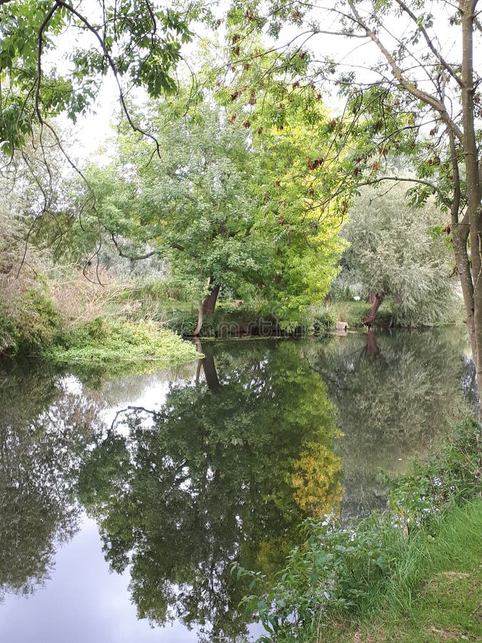 Reflecting Trees stock image. Image of water, river - 100277401