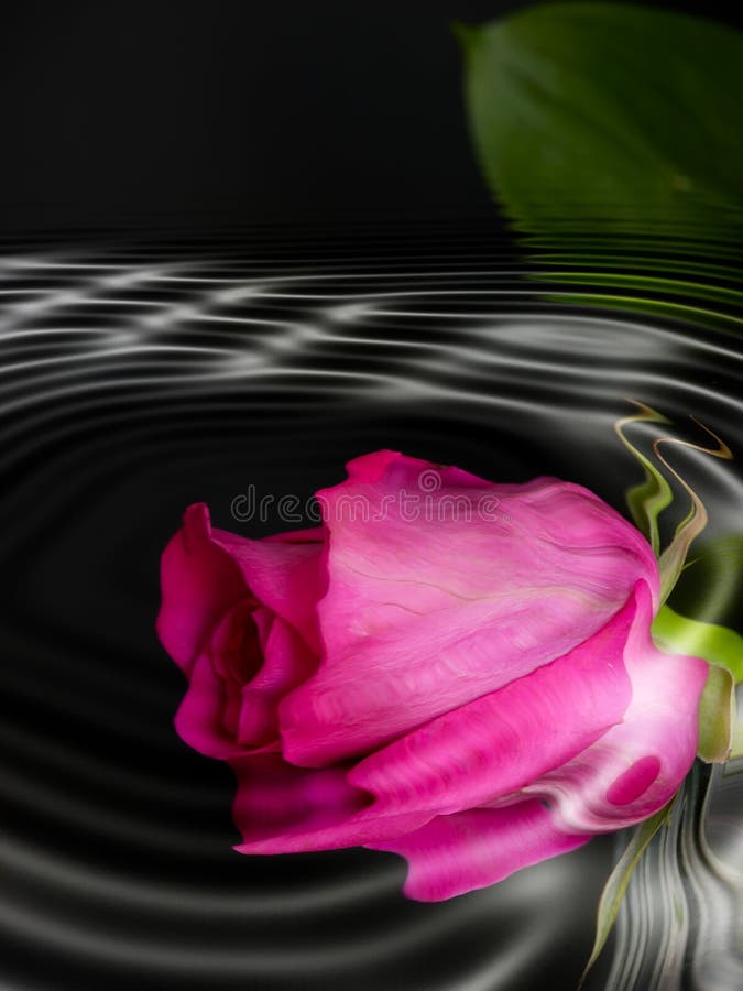 Pink Rose, Reflection in Water Stock Illustration - Illustration of ...