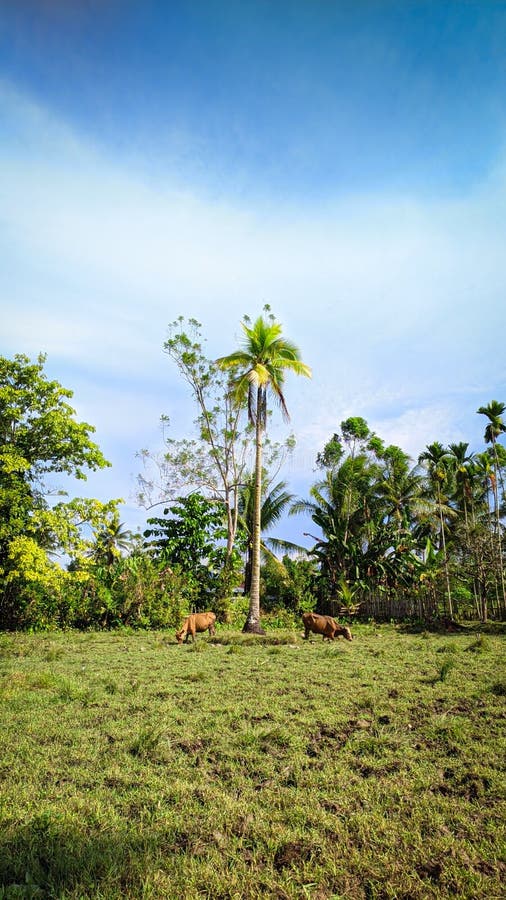 The Reflection of the Afternoon Sun in Jayapura, Papua Stock Image ...