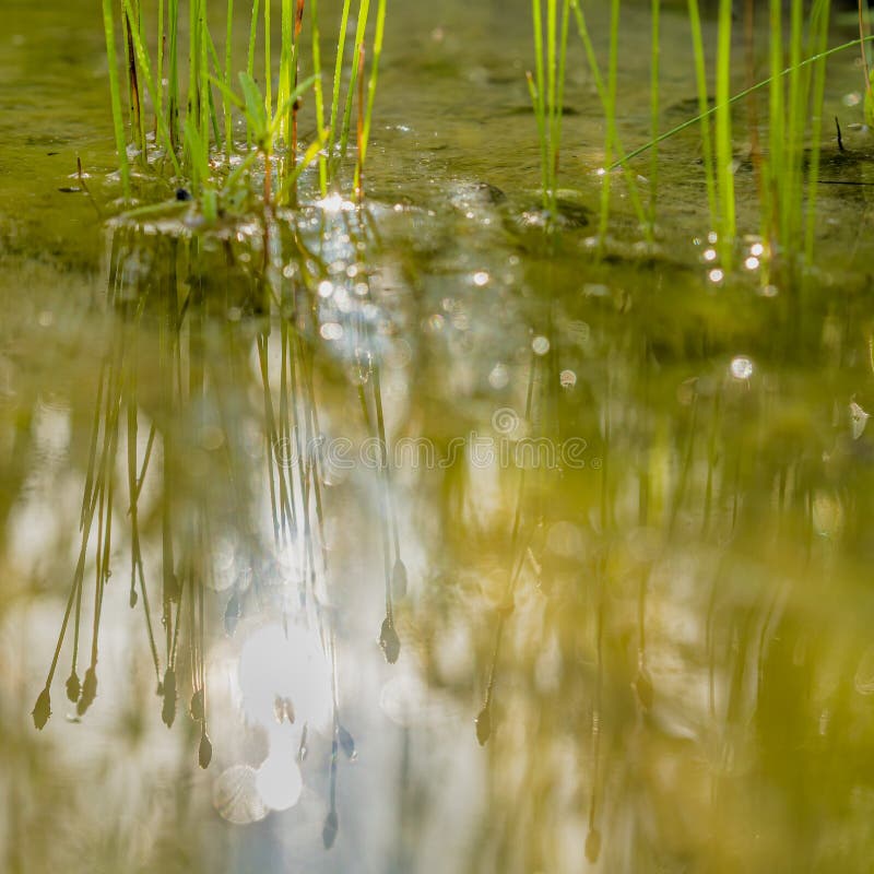 Reflection of Aquatic Grass in Shallow Pool. Stock Photo - Image of ...