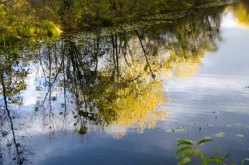 Reflection of Autumn Forest in a Lake Stock Photo - Image of reflection ...
