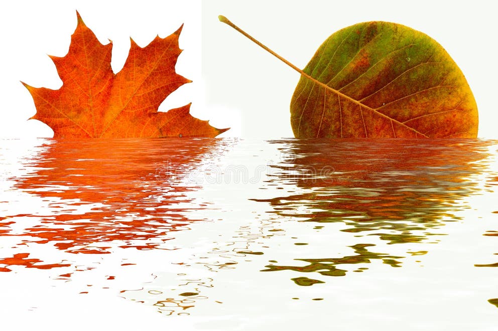 Reflection of Autumn Leaves. Stock Photo - Image of cycle, botany: 3681742