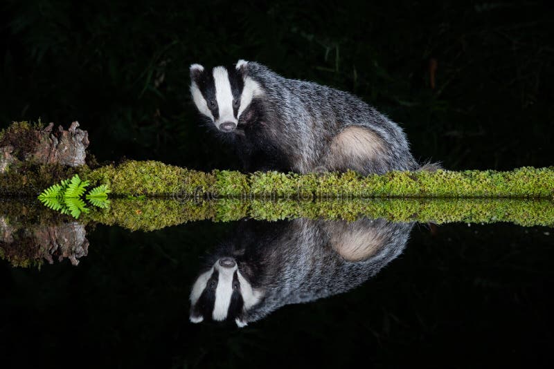 Reflection of Badger in Water Stock Image - Image of facing, lake ...